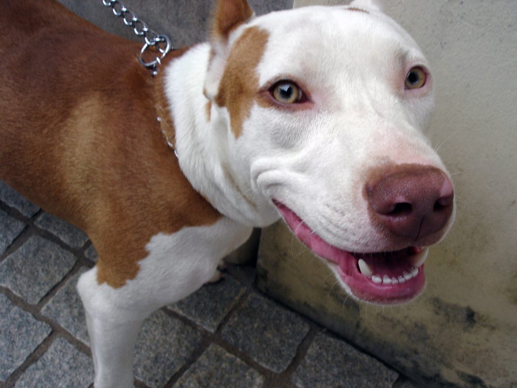 Pit Bull Training - Love The Pits